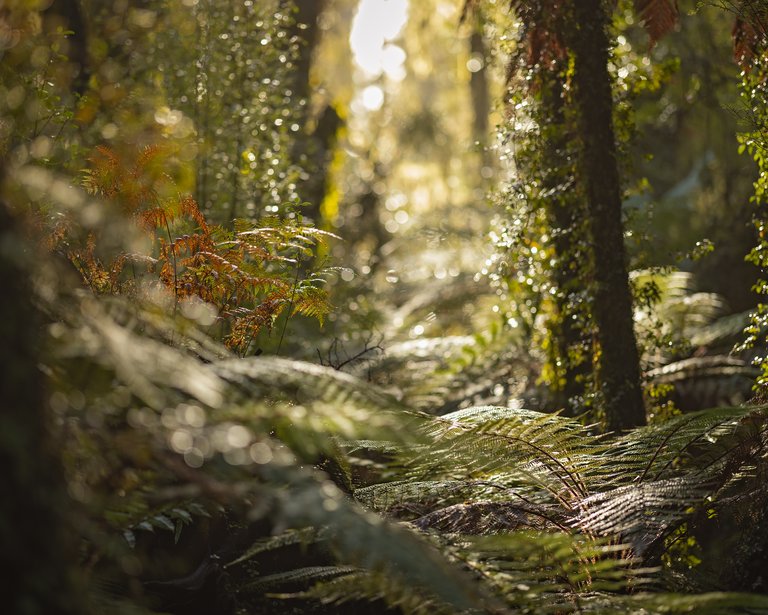 Haast walks | West Coast NZ