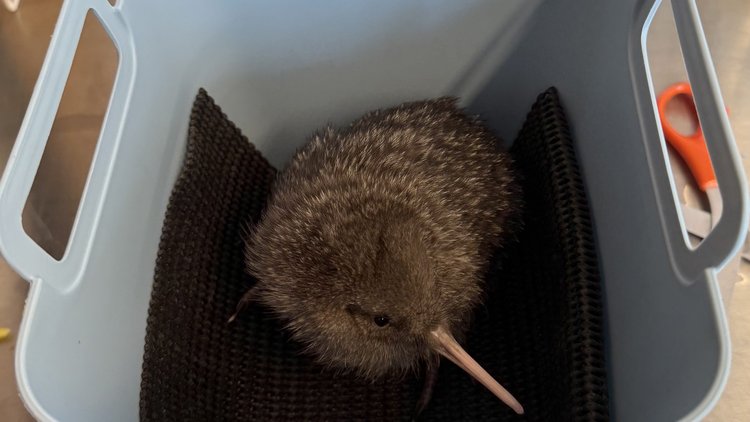 Backyard Ultra comes to the West Coast | West Coast NZ