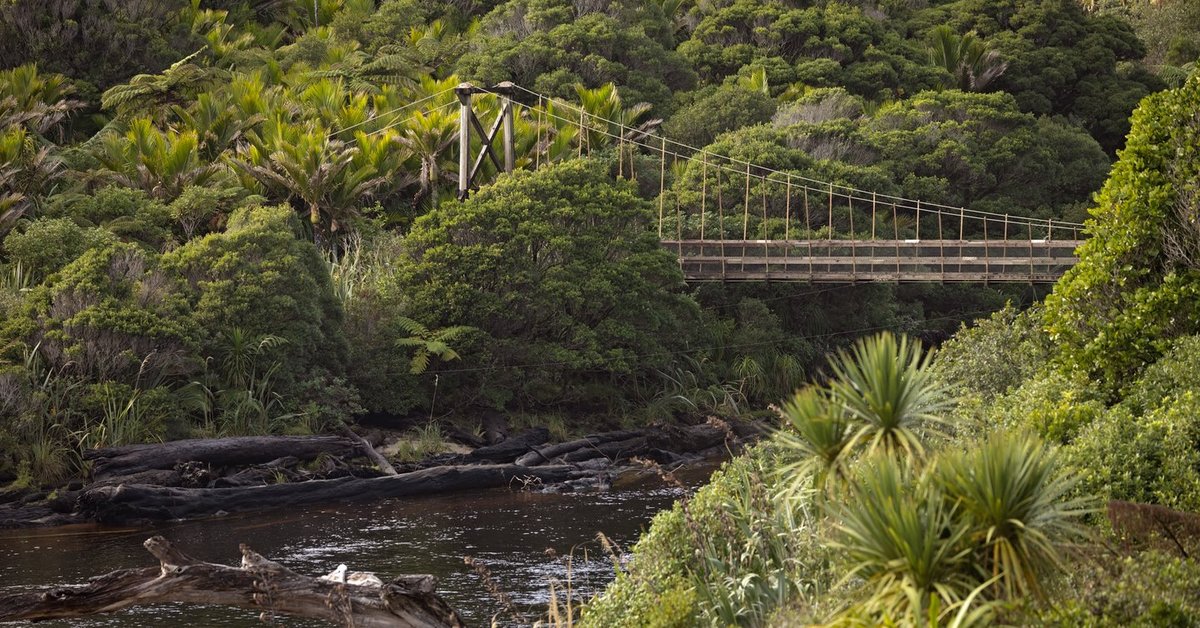 Nikau Walk | West Coast NZ