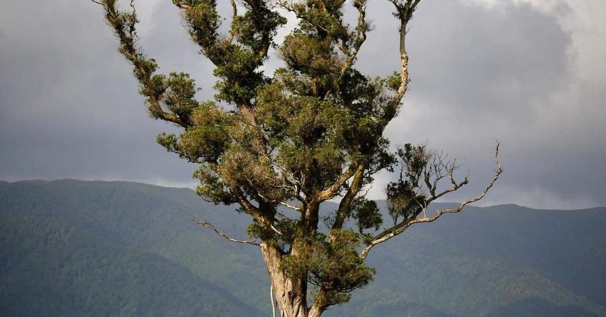 Karamea Walking Tree, finalist for Tree of the Year NZ | West Coast NZ