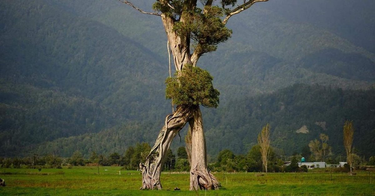Karamea Walking Tree, finalist for Tree of the Year NZ | West Coast NZ