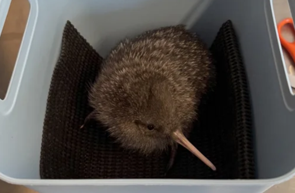 Surprise kiwi pukupuku population grows on West Coast | West Coast NZ
