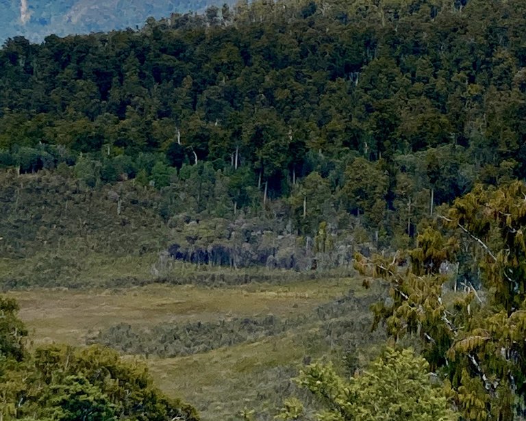 Ōkārito walks | West Coast NZ