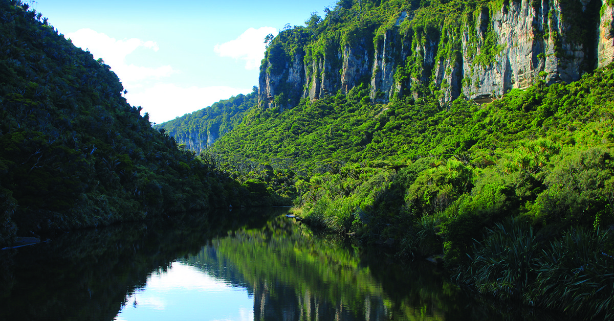 West Coast bush walks | West Coast NZ
