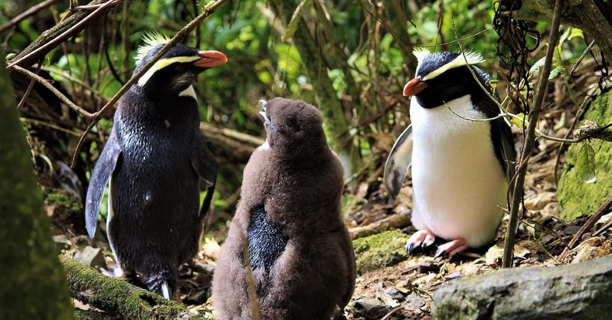Rare Tawaki penguins hatch chicks in South Westland's rainforests ...