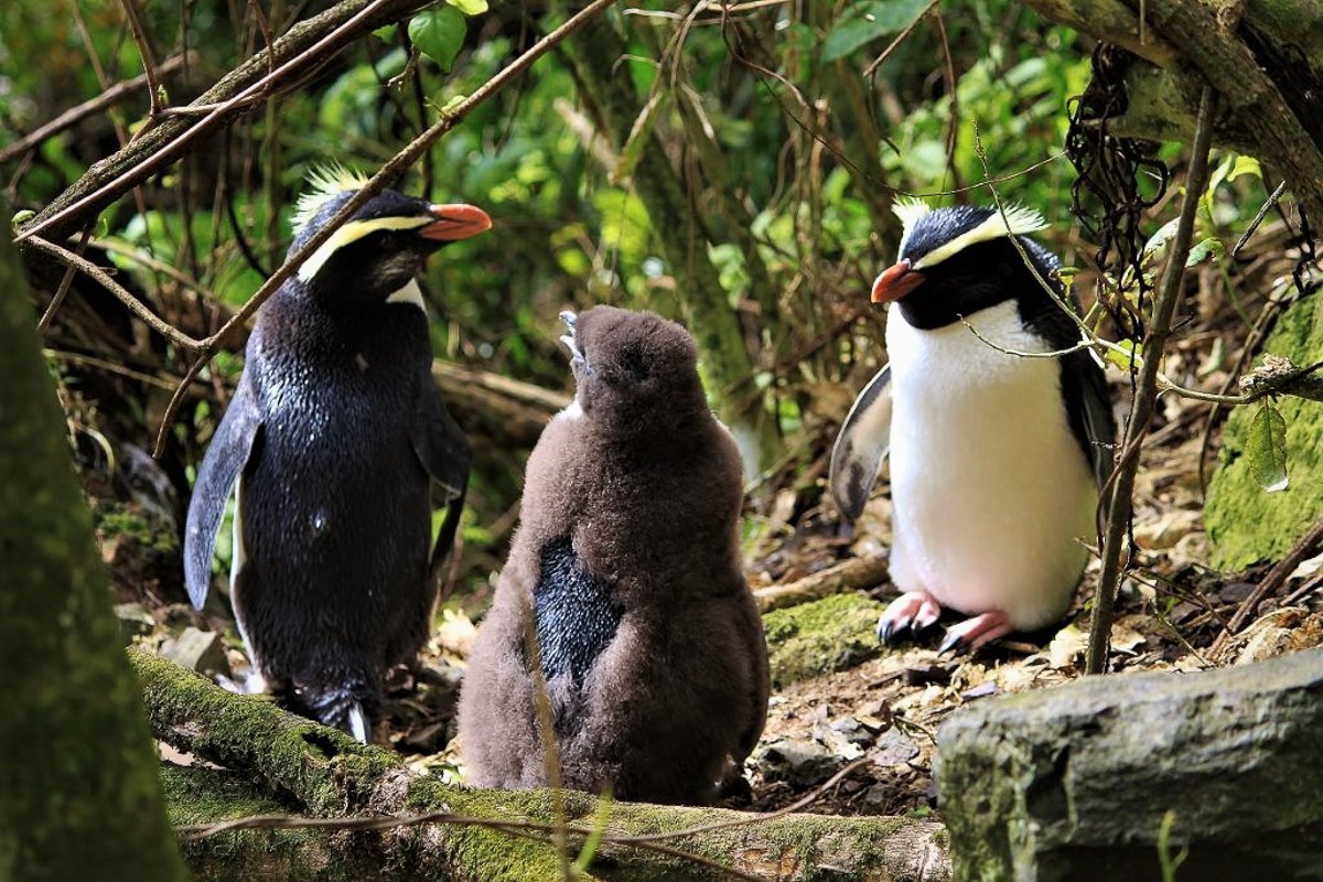 Where to go for a West Coast wildlife watch | West Coast NZ