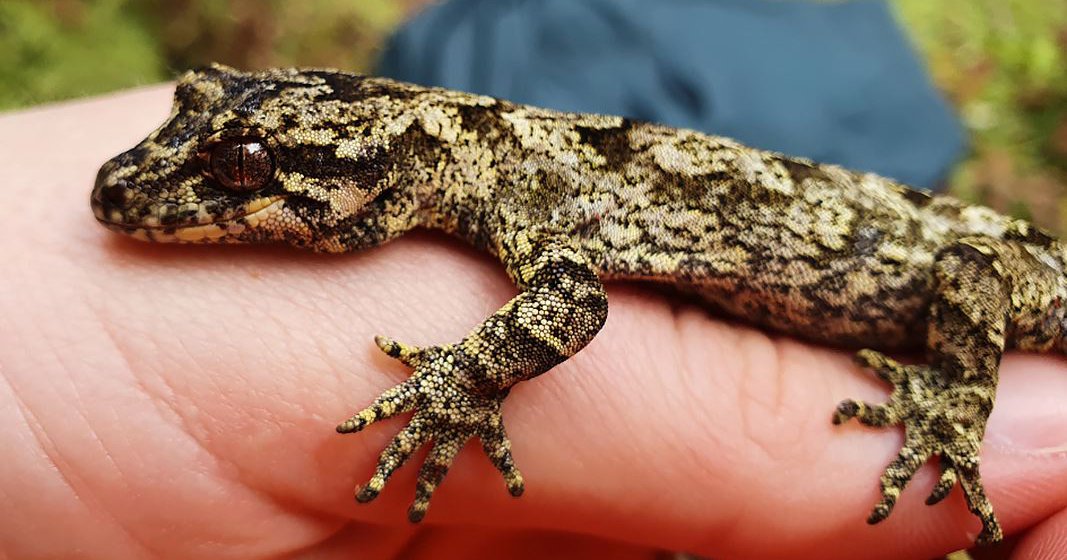 Jobs for Nature helps lizard hunt | West Coast NZ